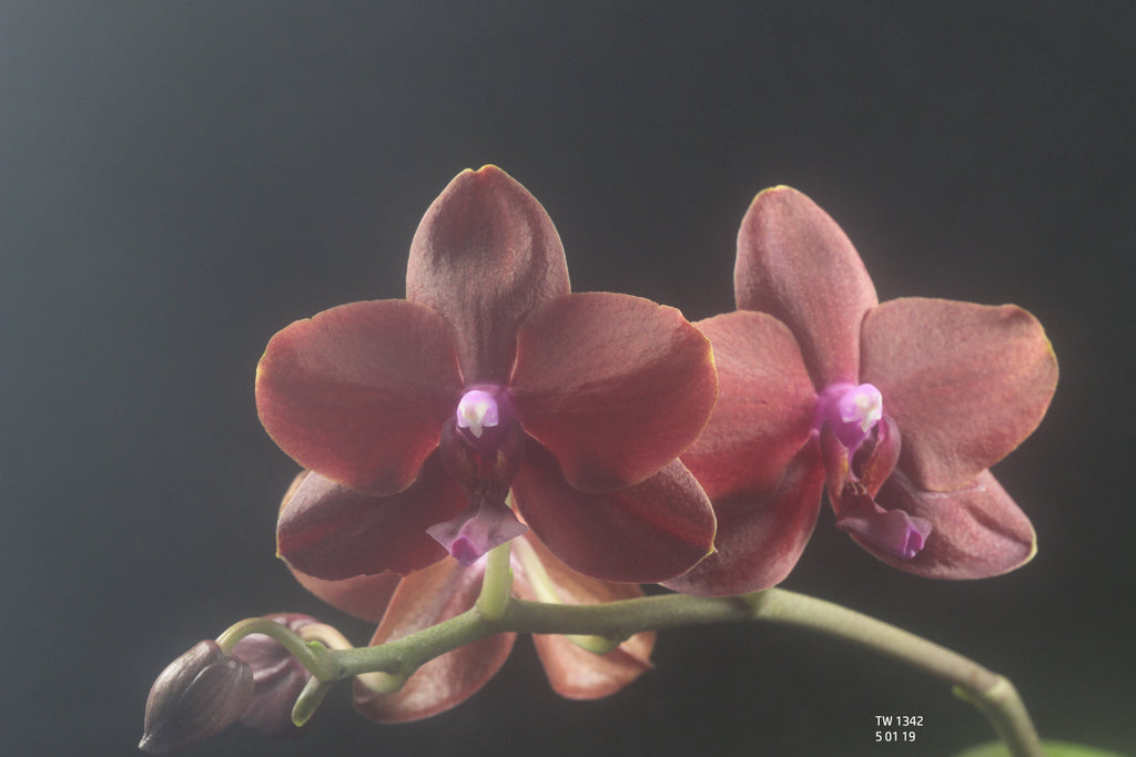 Phal Tying Shin Golden Rose – Louisiana Orchid Connection