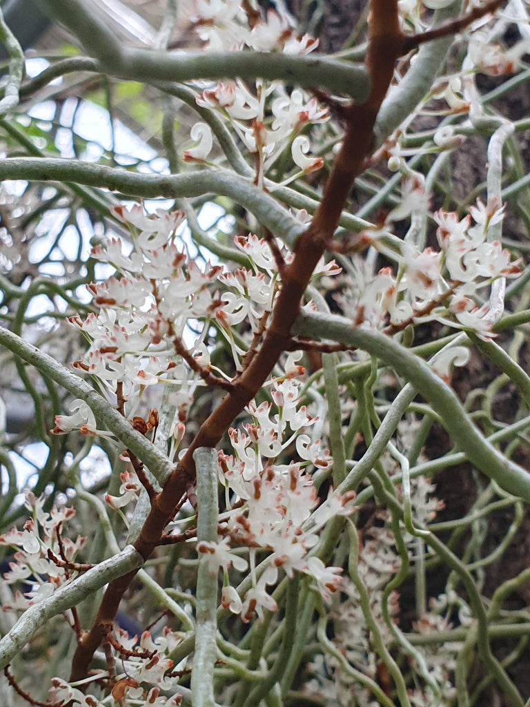Microcoelia aphylla – Louisiana Orchid Connection